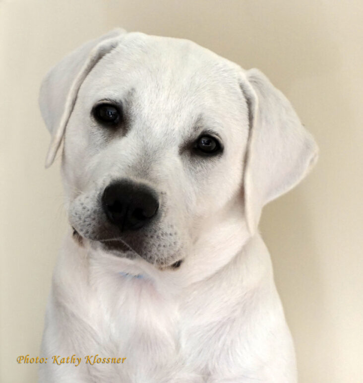 Beautiful Young White English Labrador Retriever - Water Dancer Photos