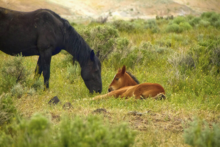 Wild Mustang Foal Photos | Images of Baby Mustang Horses