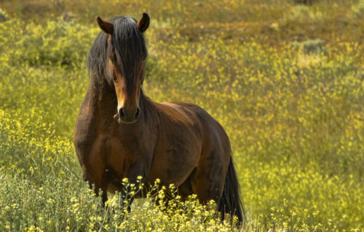 Wild Mustang Stallion Photos | Images of Wild Mustang Stallions