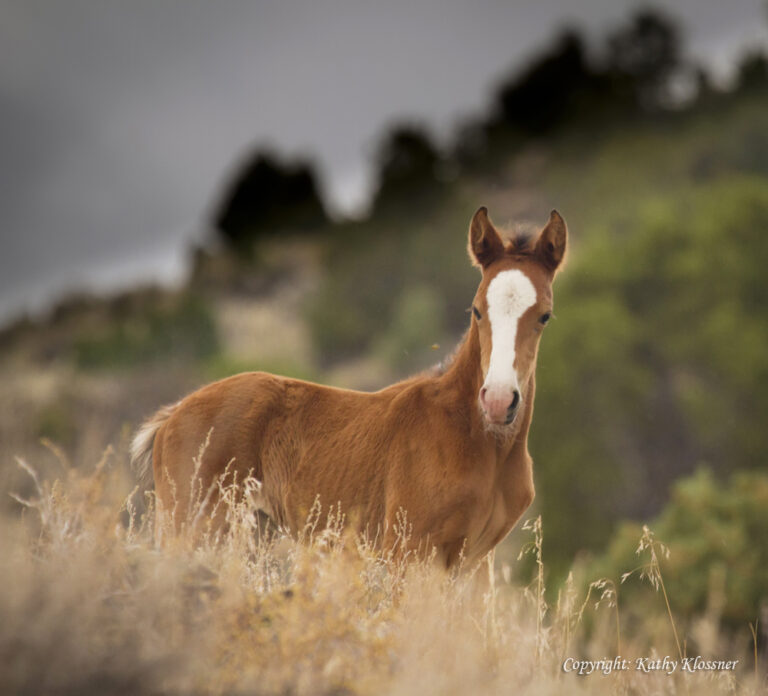 Wild Mustang Foal Photos | Images of Baby Mustang Horses