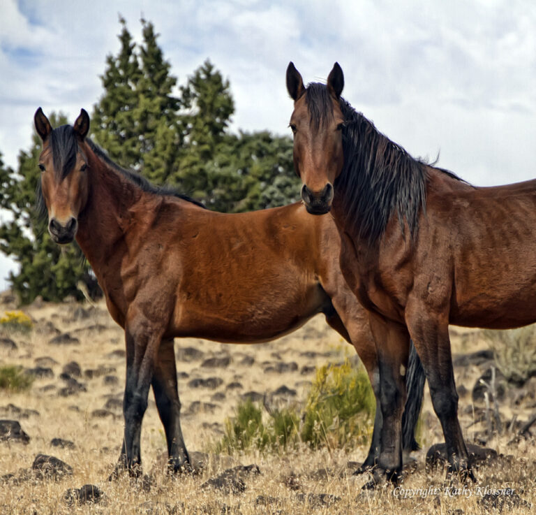 Wild Mustang Horse Photos | Images of Wild Mustang Horses