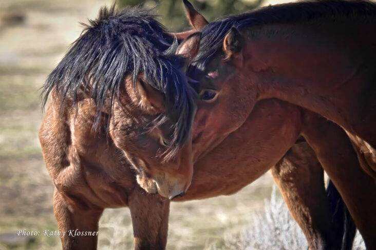 Wild Mustang Horse Photos | Images of Wild Mustang Horses